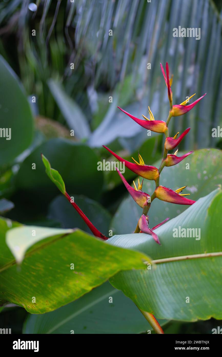 A stunning Heliconia flower exhibits a vibrant orange hue, showcasing ...