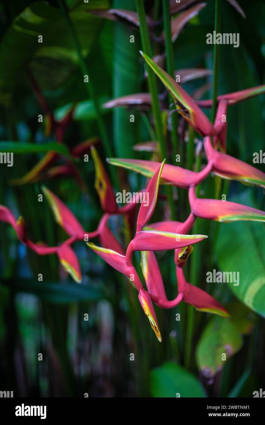 A stunning Heliconia flower exhibits a vibrant red hue, showcasing the ...