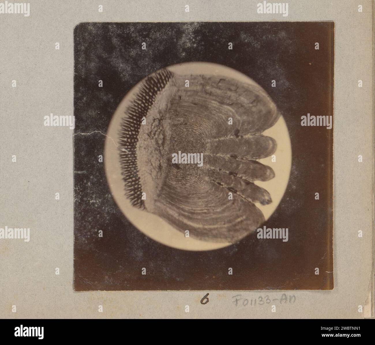 Microscopic absorption of a perch, 25 times enlarged, Marinus Pieter ...