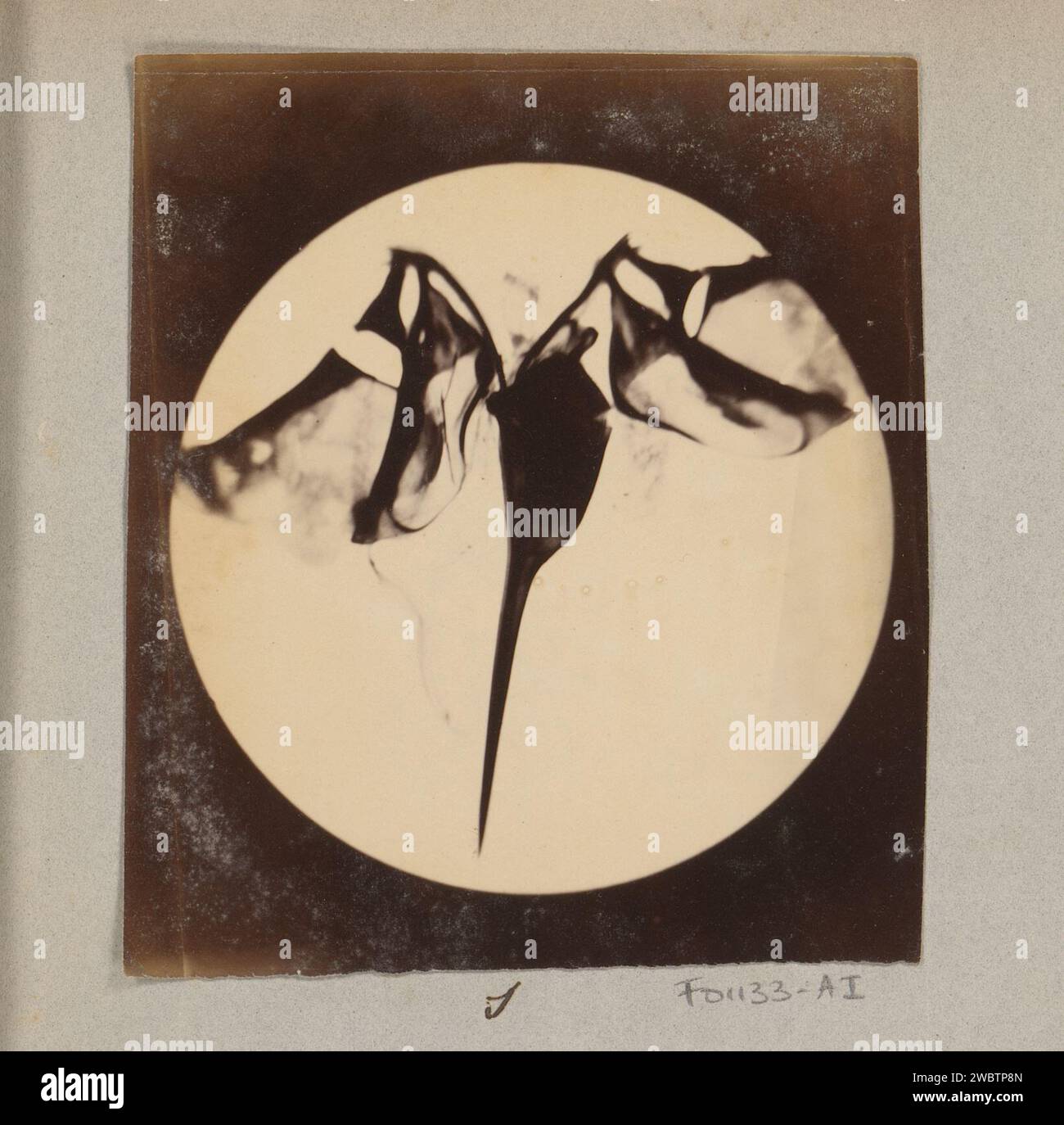 Microscopic absorption of Angel van A honey bee, enlarged 25 times ...