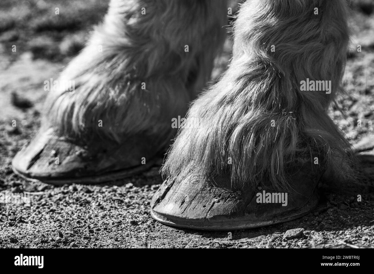 The front two hooves of a Belgian Draft horse (Equus ferus caballus ...