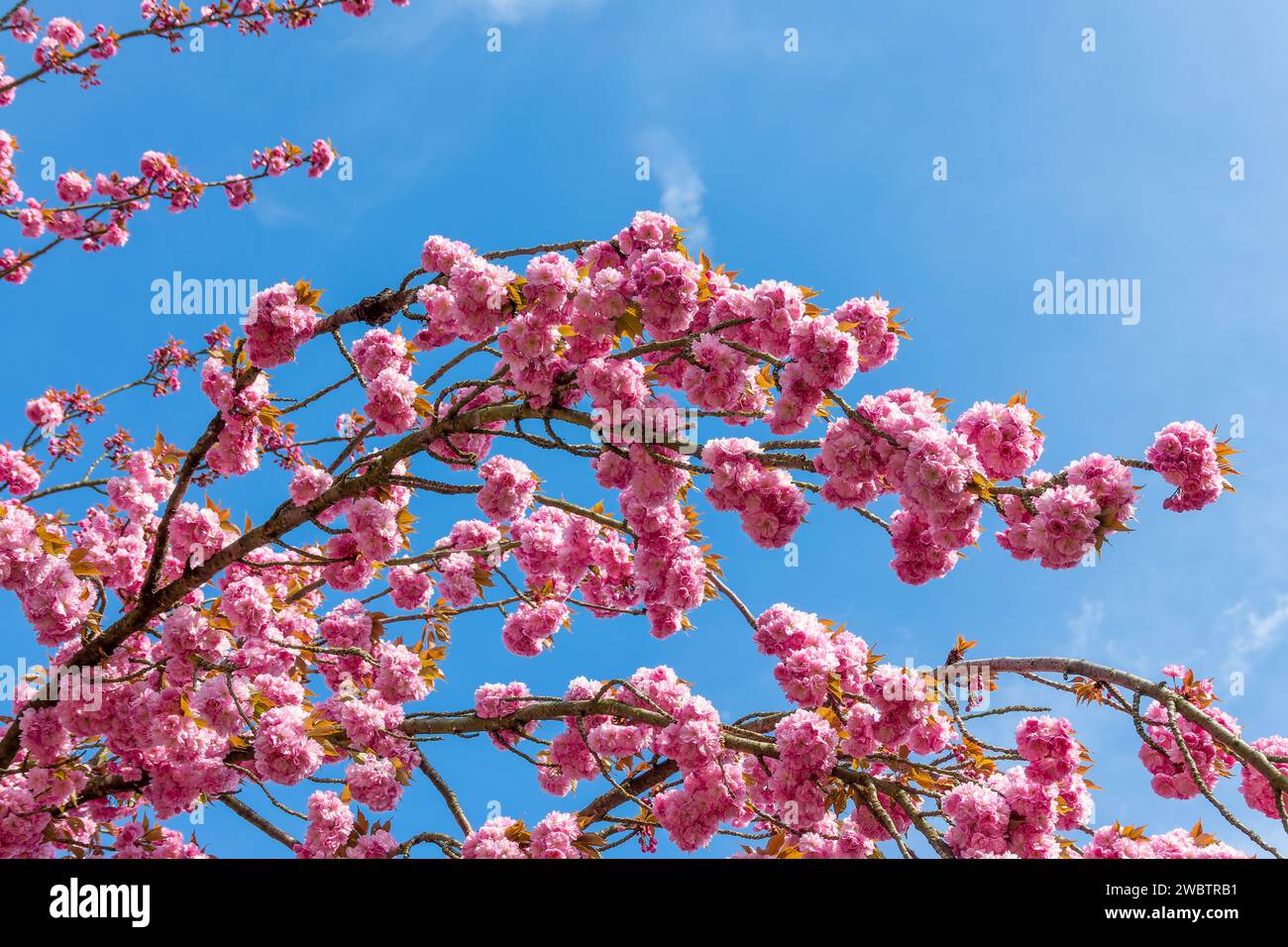 Branch of pink cherry tree in bloom on blue sky background, cherry ...
