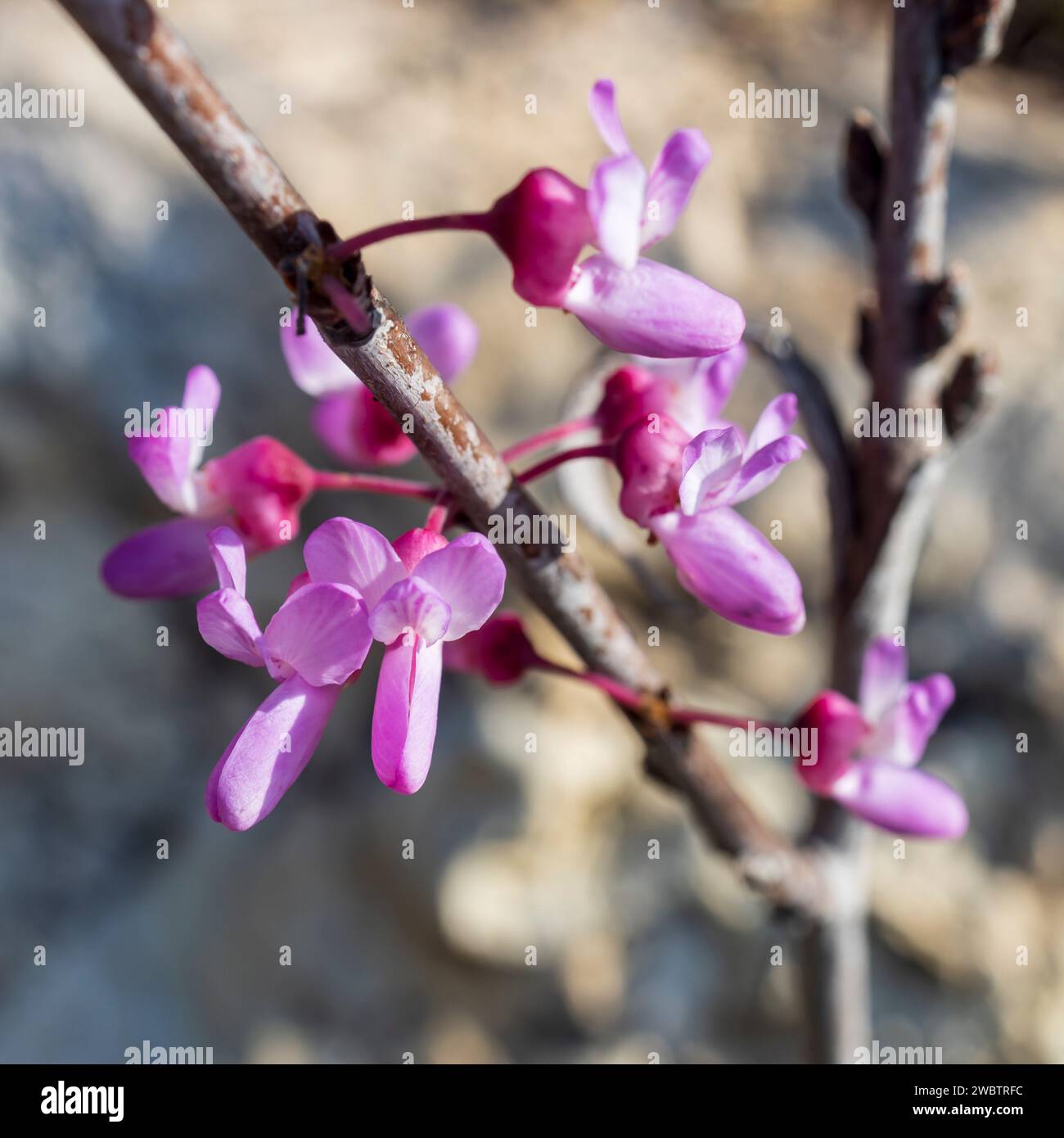 Cercis siliquastrum, commonly known as the Judas tree is a small ...