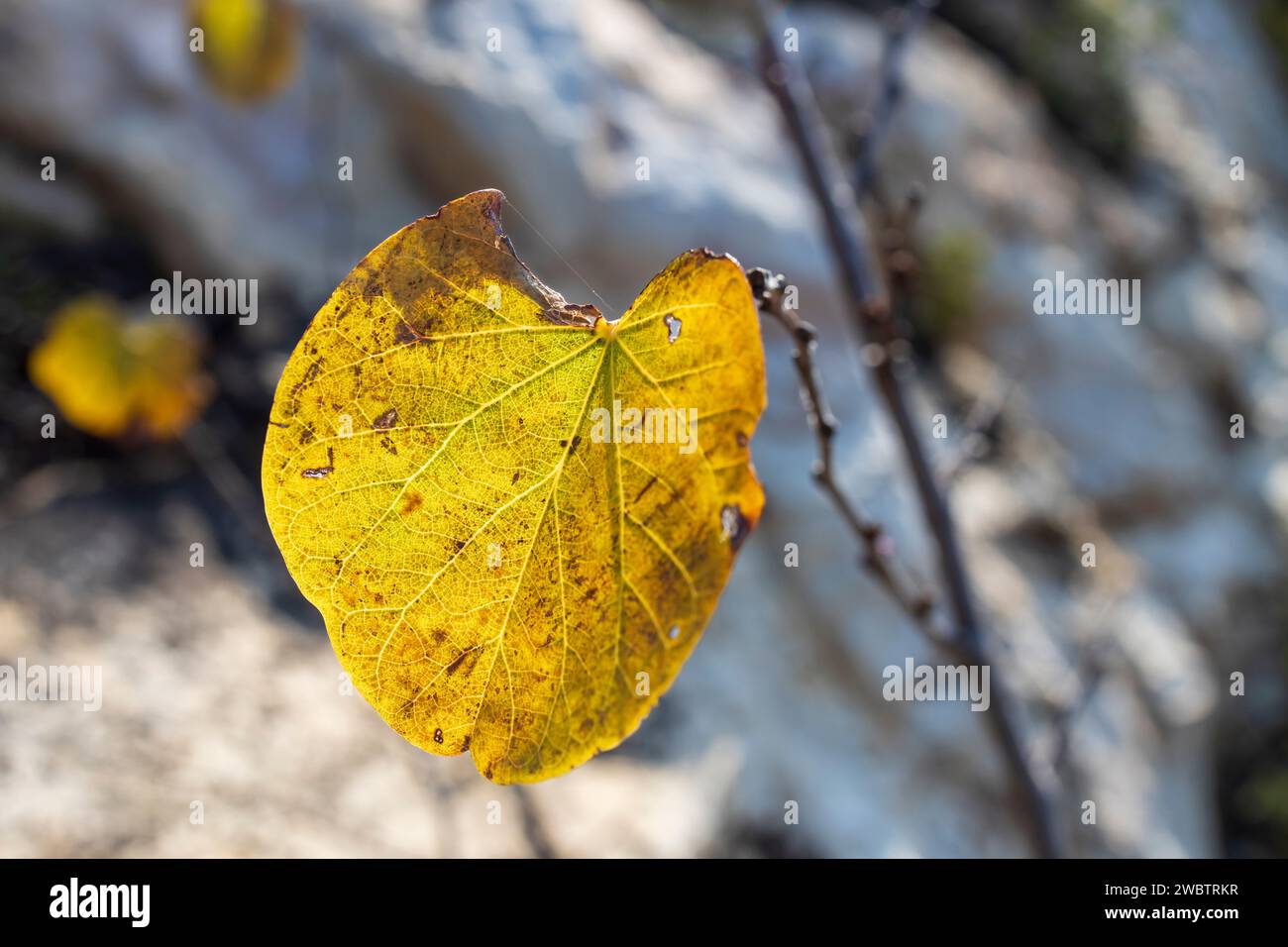 Yellow Leaf Cercis siliquastrum, commonly known as the Judas tree is a ...