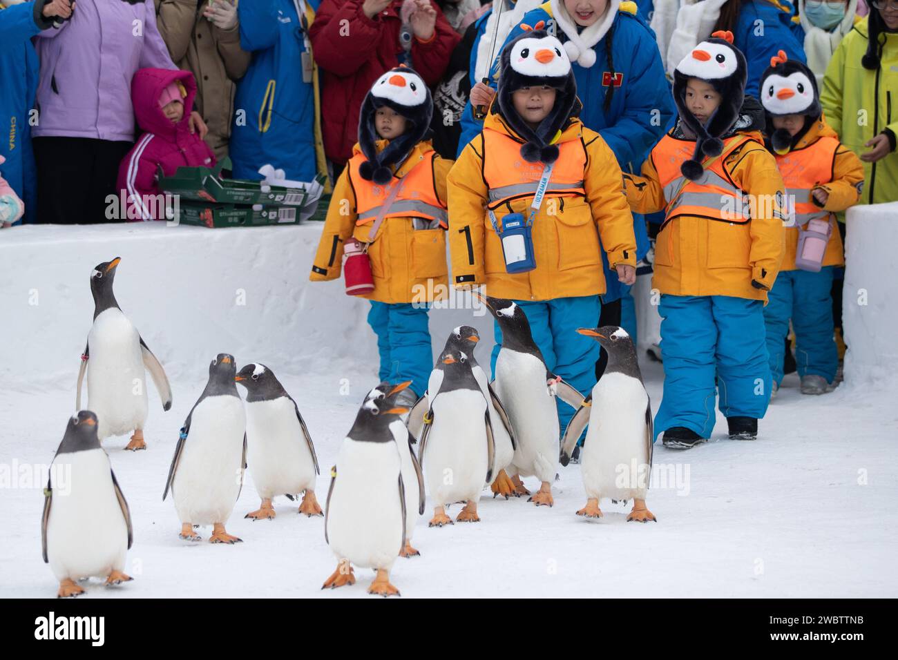 (240112) -- HARBIN, Jan. 12, 2024 (Xinhua) -- Children from south China ...