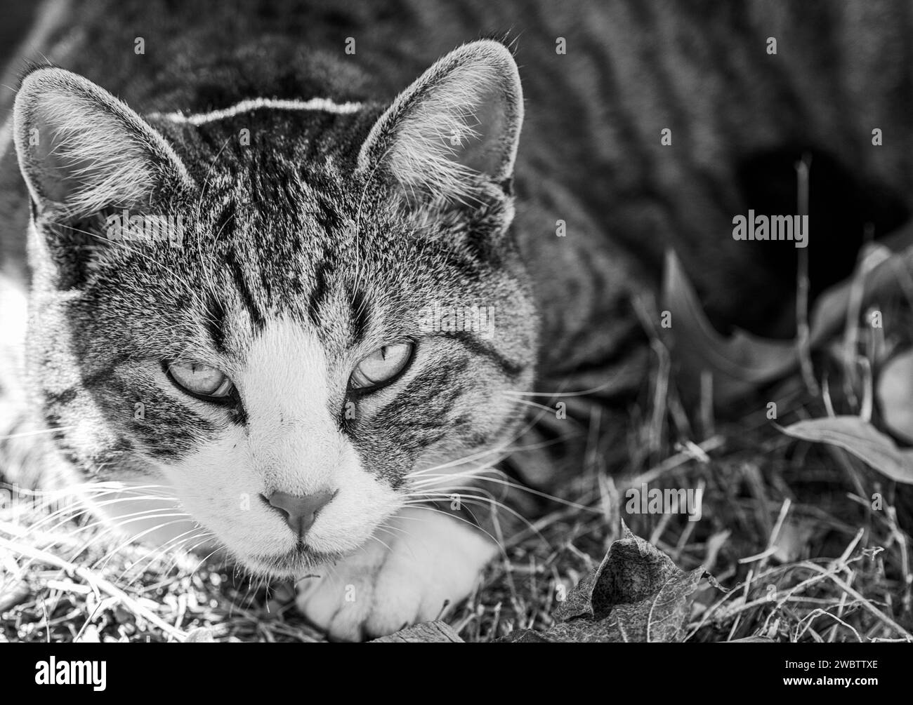 A barnyard cat sits in the shade and grass (Felis catus) looking wary ...