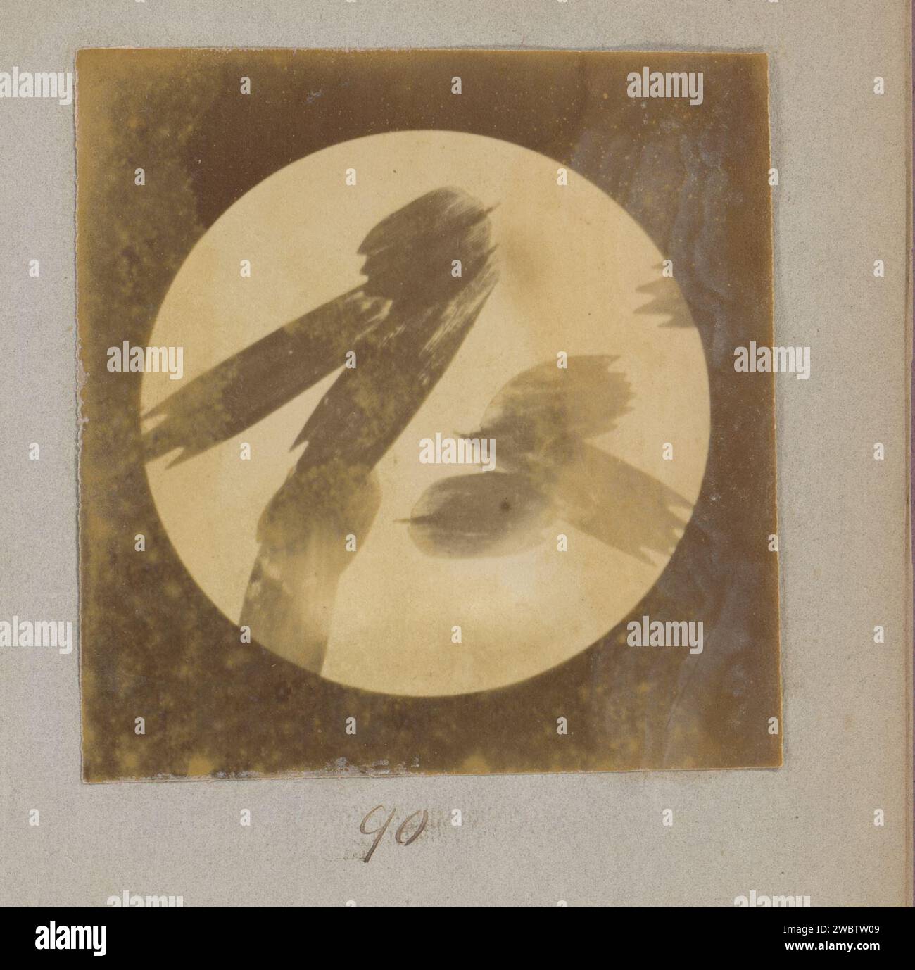 Microscopic recording of a butterfly wing, enlarged eighty times ...