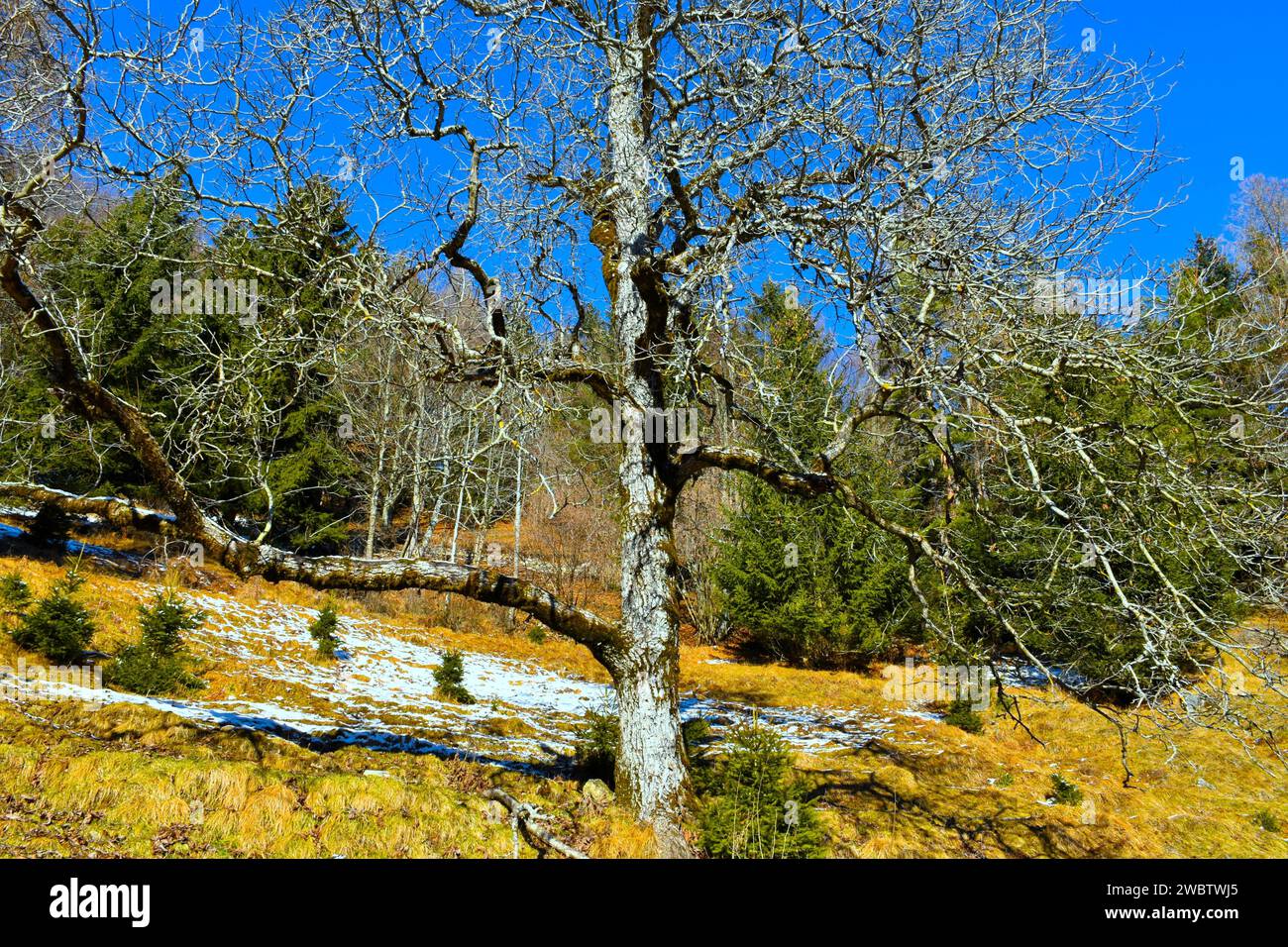 Leafless sessile oak (Quercus petraea) tree on a meadow Stock Photo - Alamy