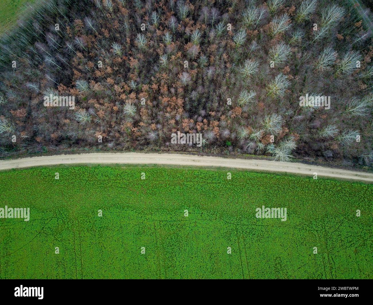 4k tree hi-res stock photography and images - Alamy