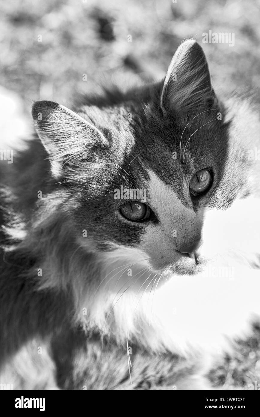 A shadow falls across a sweet barnyard cat's (Felis catus) face, as it ...