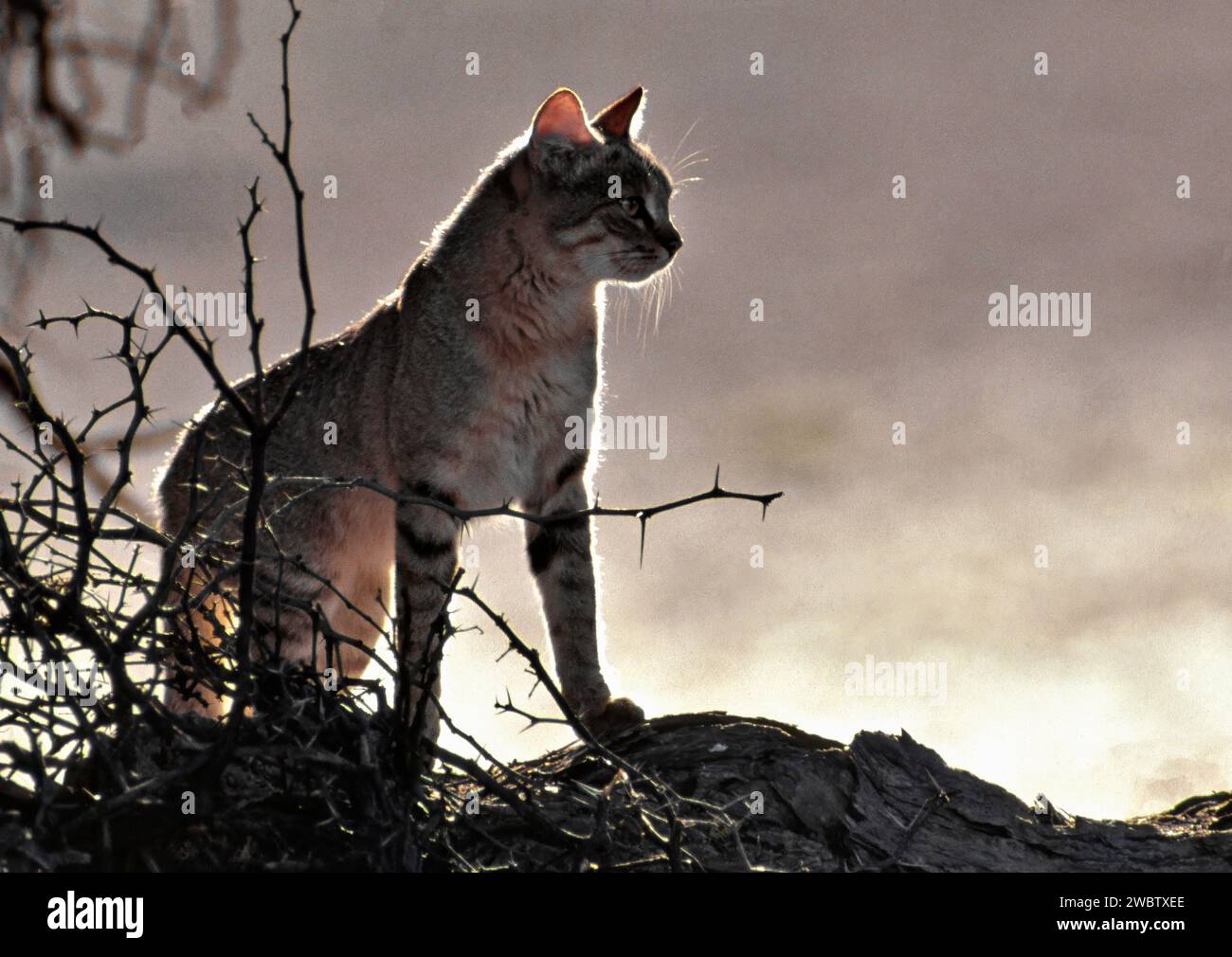 African wildcat desert cat felis hi-res stock photography and images ...