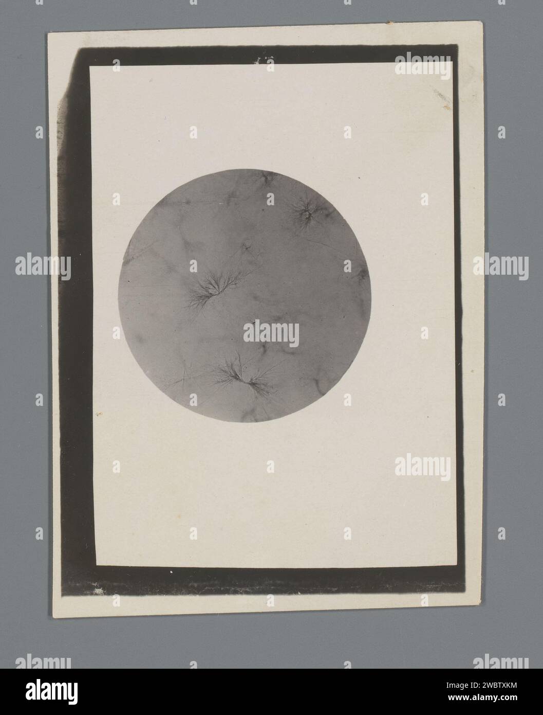 Recording of a microscopic preparation, 1880 - 1910 photograph baryta ...