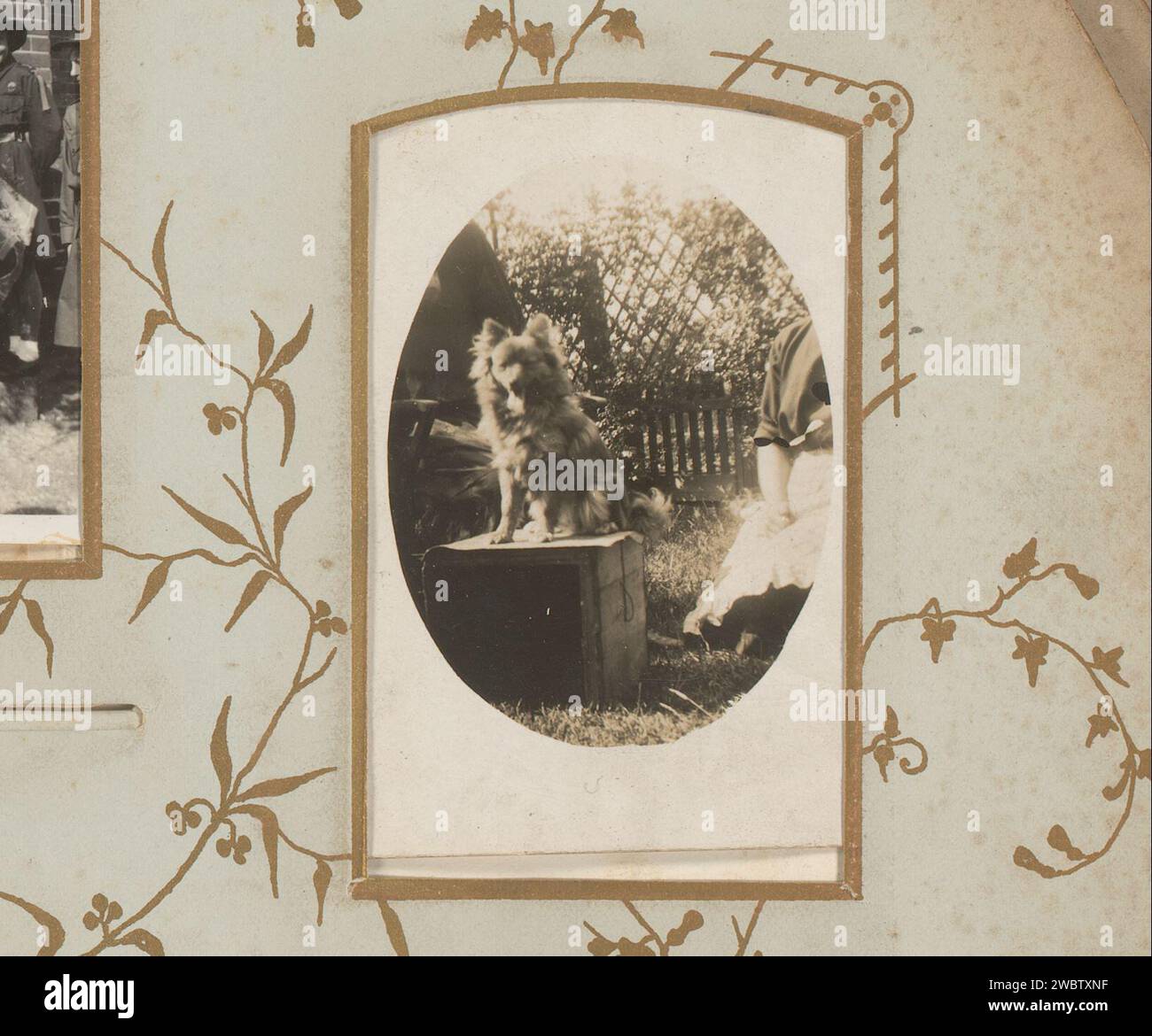 Portrait of a dog on a coffin, Anonymous, 1899 - 1940 photograph This ...