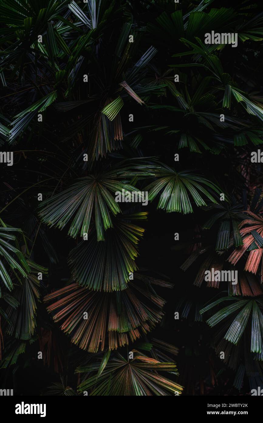 Tropical palms featuring dark green leaves captured in a close-up ...