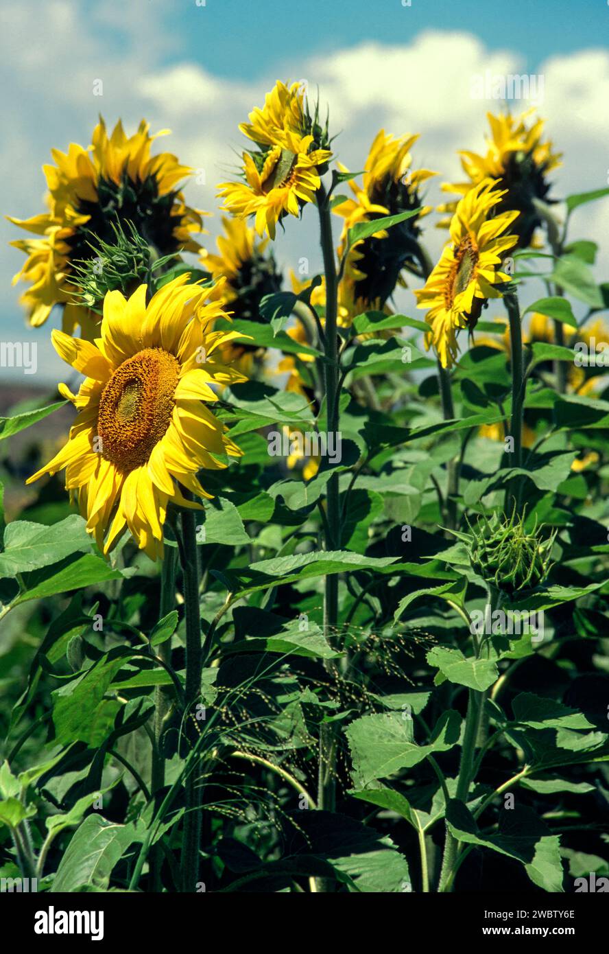 Common sunflowers Helianthus annuus growing as a crop in a field in ...