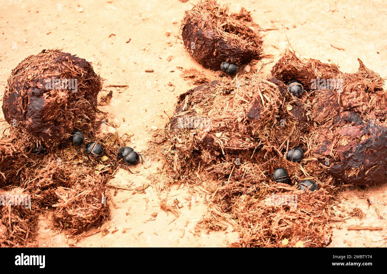 Elephant dung insects hi-res stock photography and images - Alamy