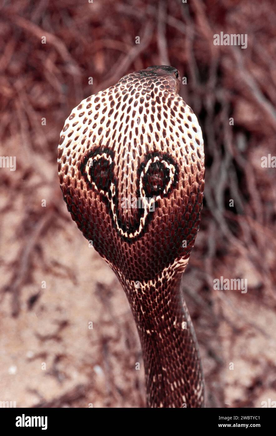 King Cobra Eyes Close Up Cobra Snake High Res Stock Photo Getty