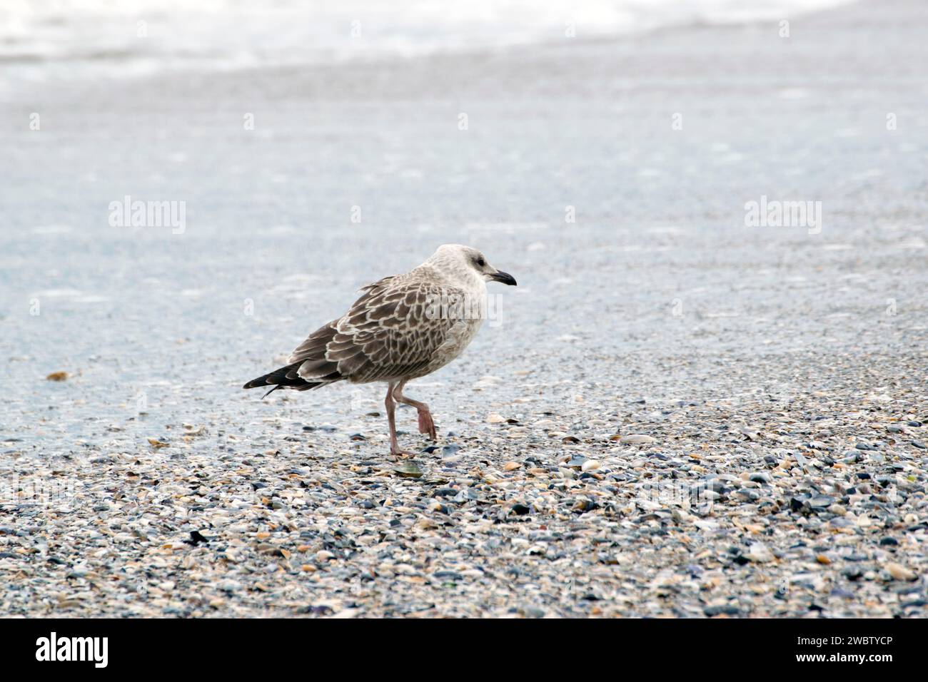 A young bird standing on the sandy shore of the Black Sea. Herring ...