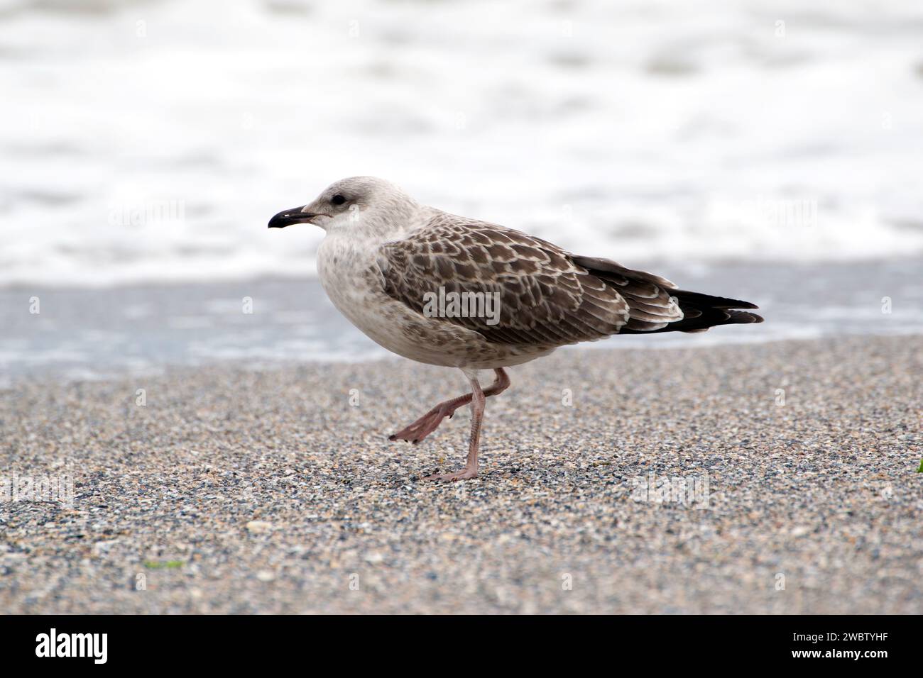 White spots on plumage hi-res stock photography and images - Alamy