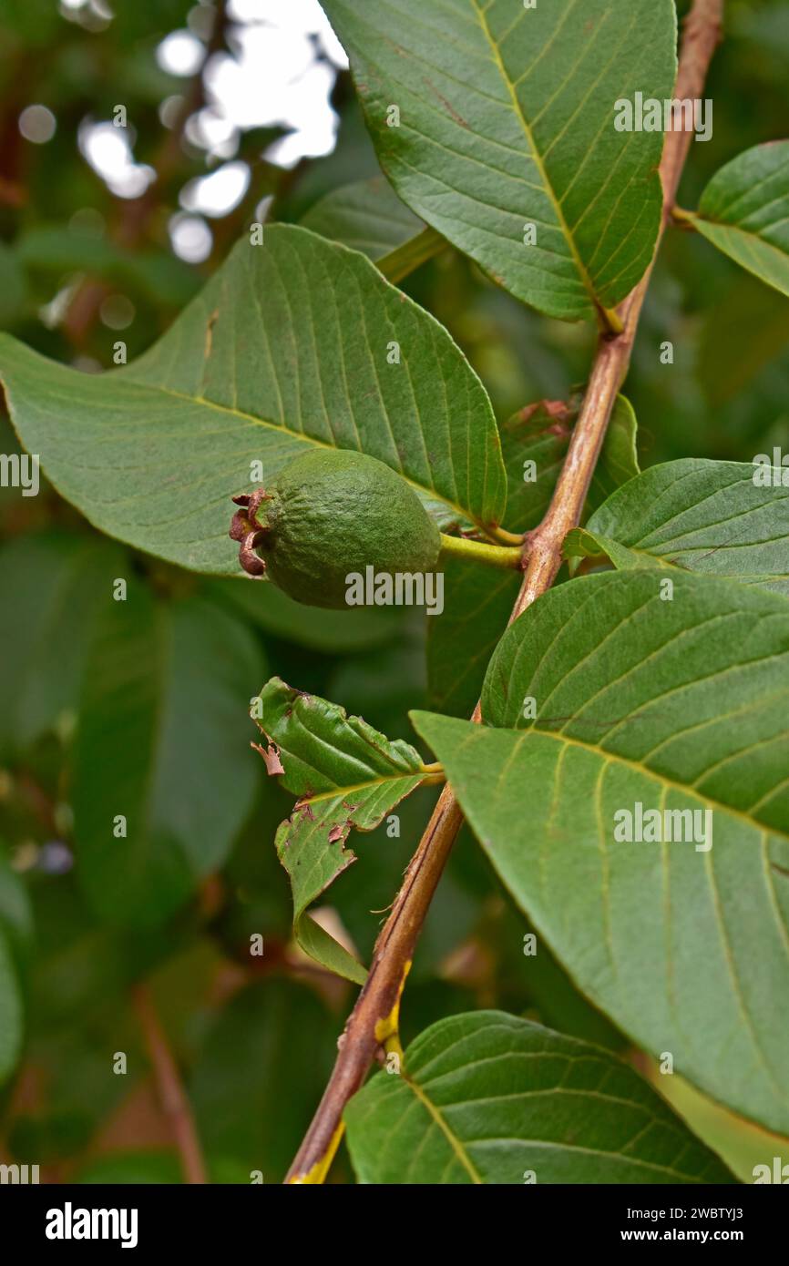 Guava fruit hi-res stock photography and images - Alamy