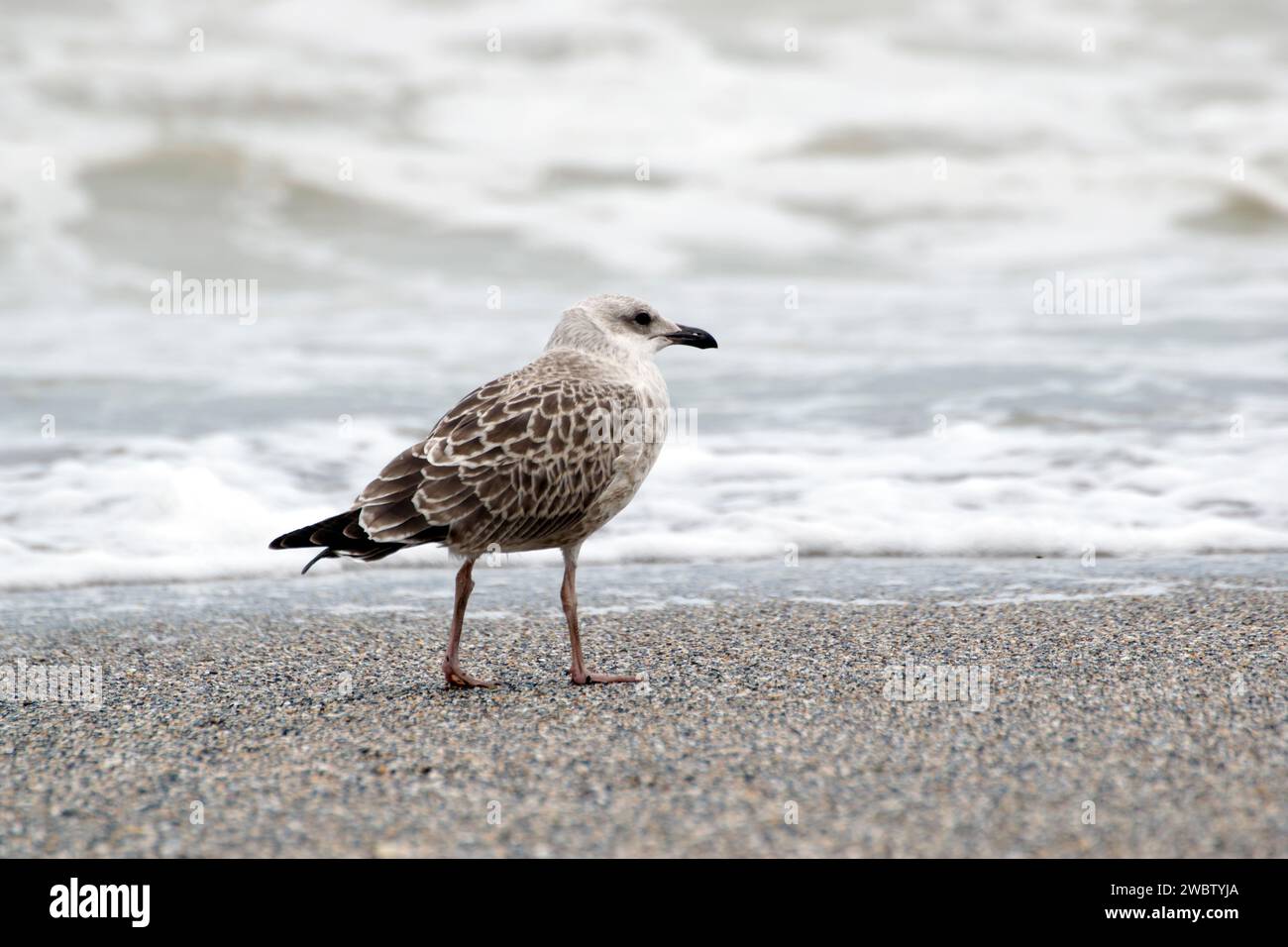 A young bird standing on the sandy shore of the Black Sea. Herring ...