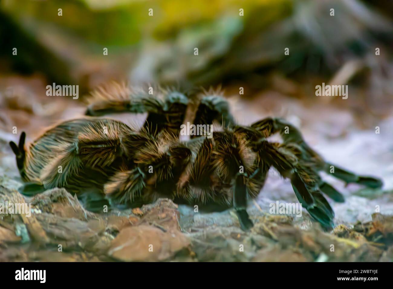 Tarántula negra hi-res stock photography and images - Alamy