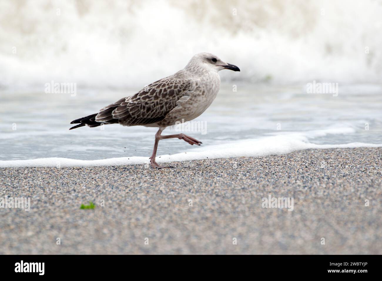 A young bird standing on the sandy shore of the Black Sea. Herring ...