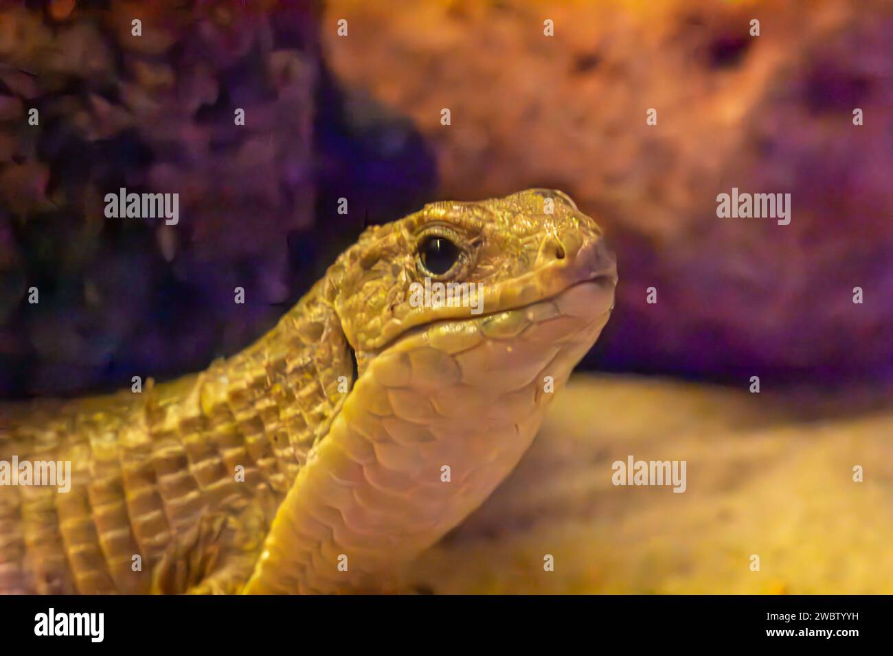 Gerrhosaurus major, also known as the Sudanese silver lizard or the ...