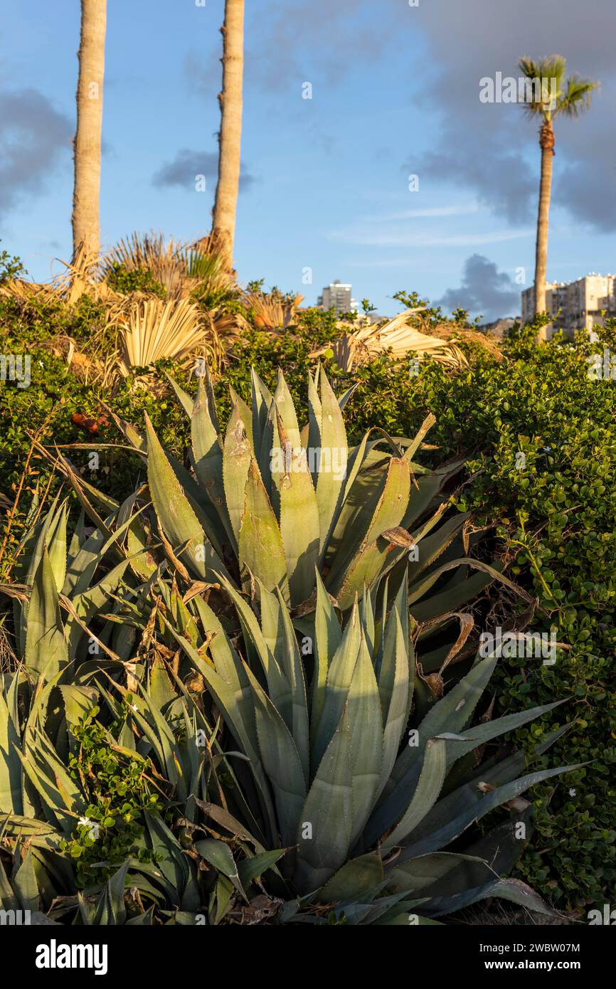 A large agave against a background of palm trees decorates a garden ...