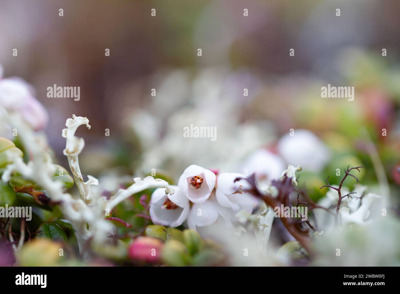 Flower of a lingonberry or cranberry growing on cryptogamic mat in the ...