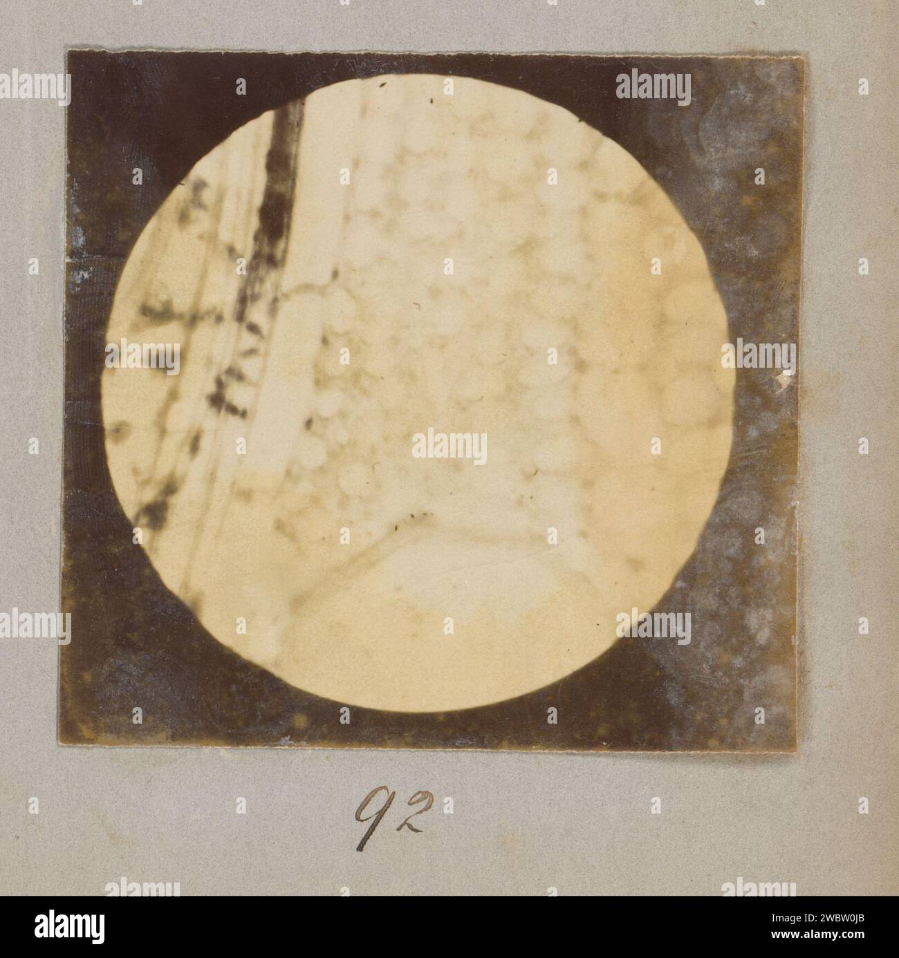 Microscopic absorption of an insect wing, enlarged eighty times ...