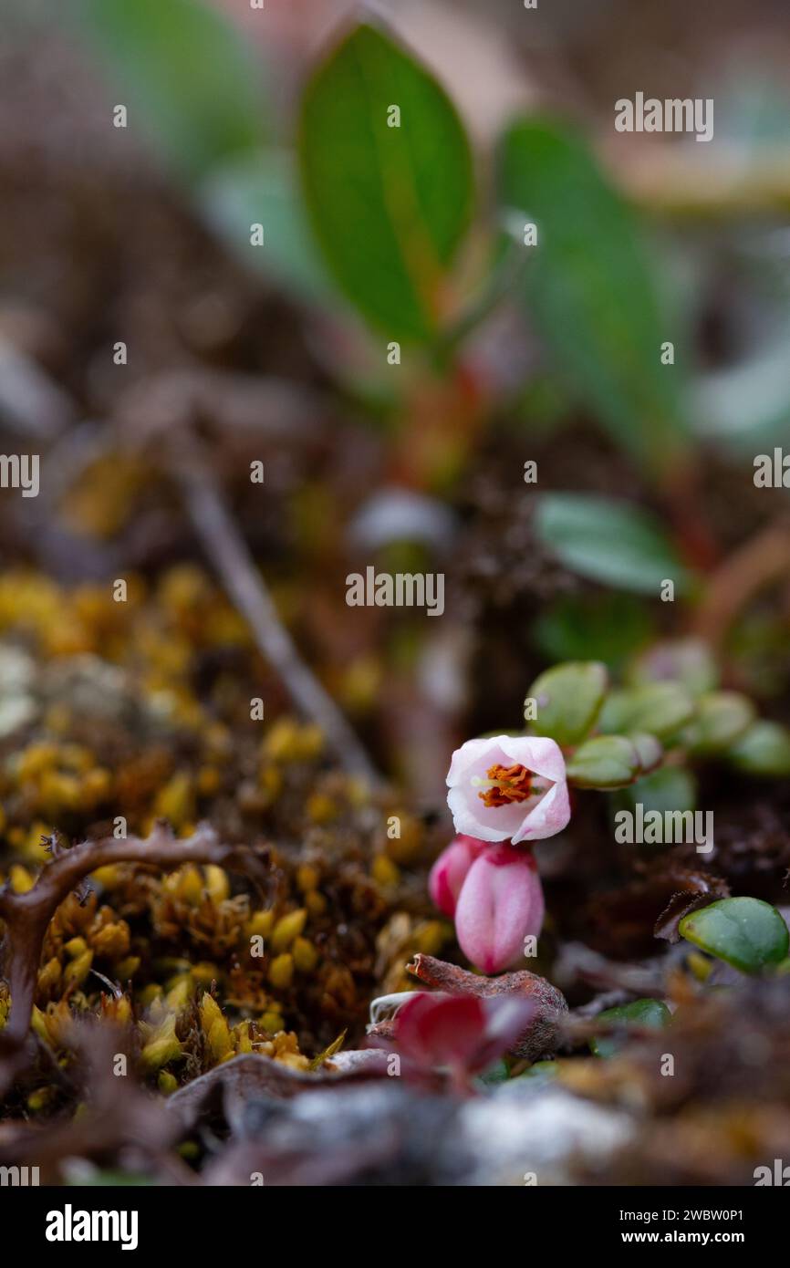 Flower of a lingonberry or cranberry growing on cryptogamic mat in the ...