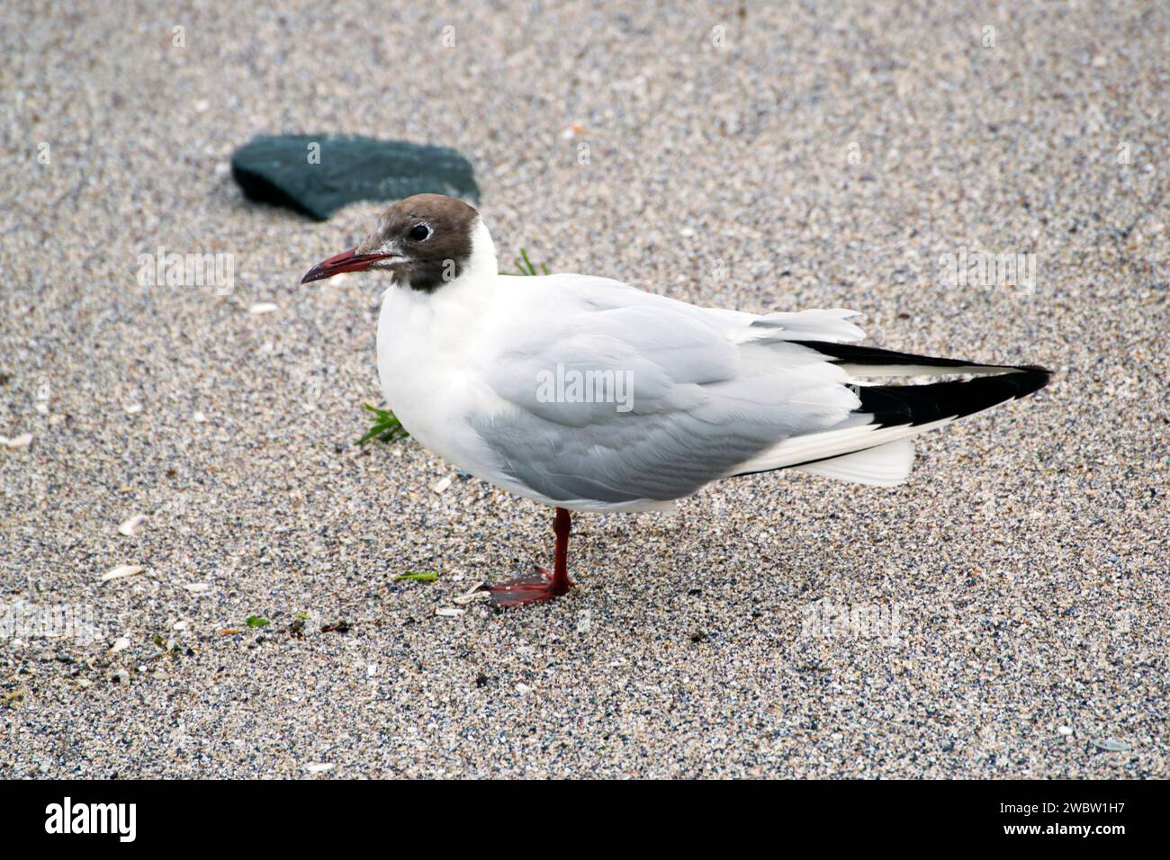 Scarlet and gray hi-res stock photography and images - Alamy