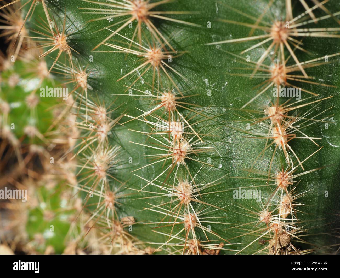 Classification of plants hi-res stock photography and images - Alamy