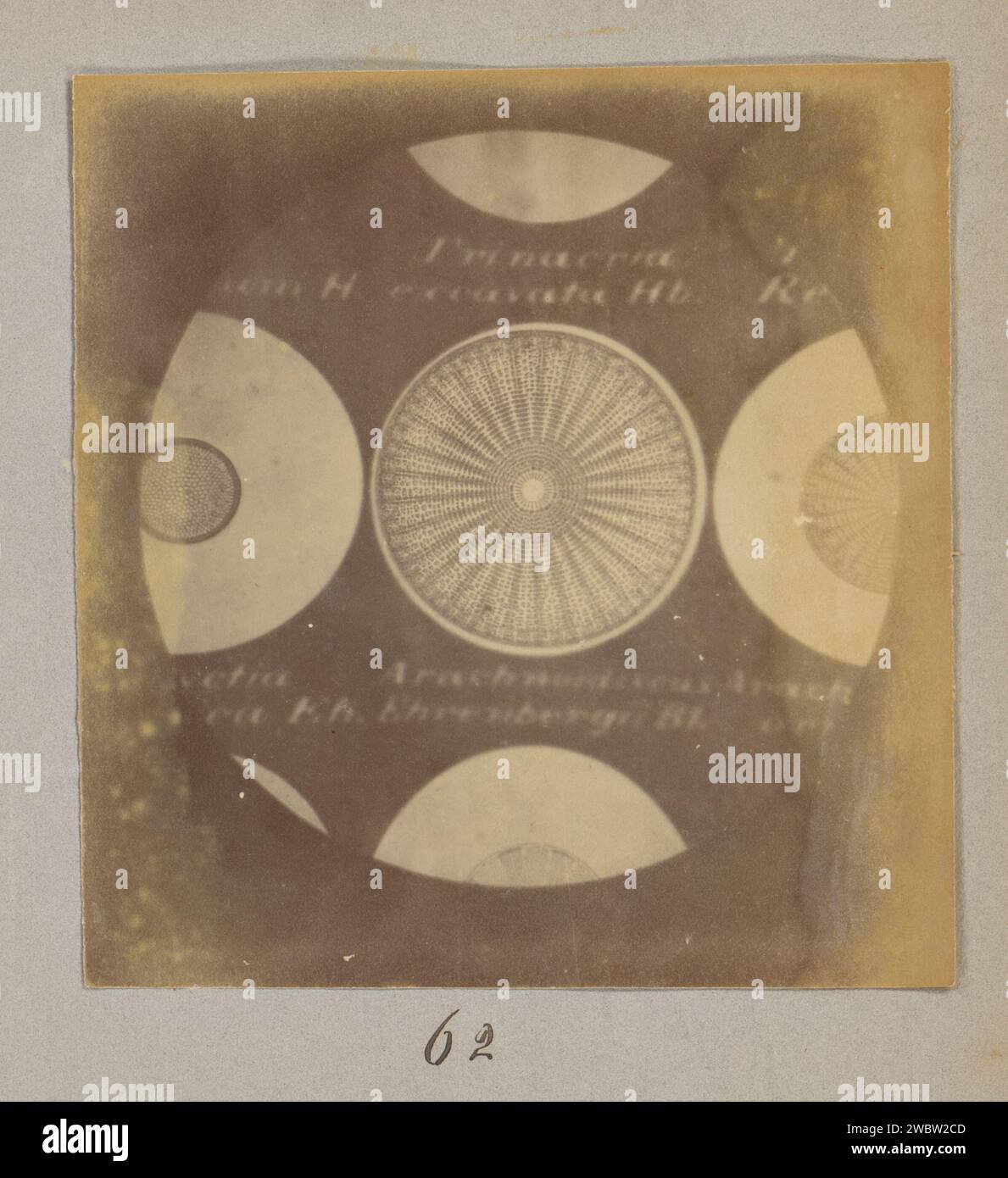 Microscopic recording of arachnodiscus diatoms, 190 times enlarged ...