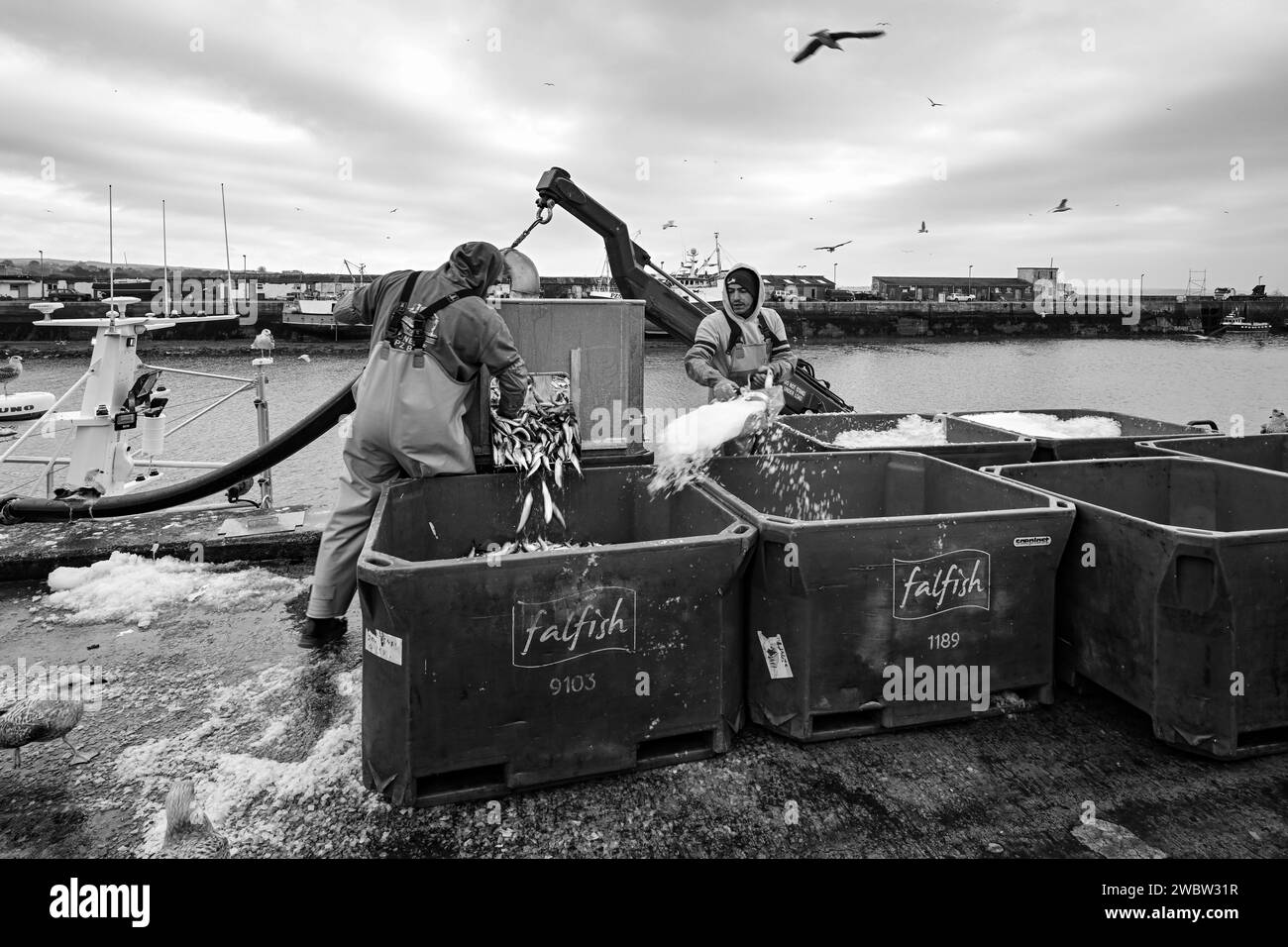 NEWLYN HARBOUR FISH MARKET BRINGING HOME THE CATCH LANDING SARDINES ...