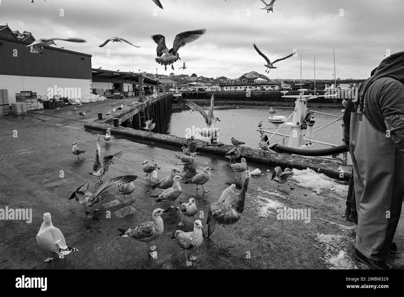 NEWLYN HARBOUR FISH MARKET BRINGING HOME THE CATCH LANDING SARDINES ...
