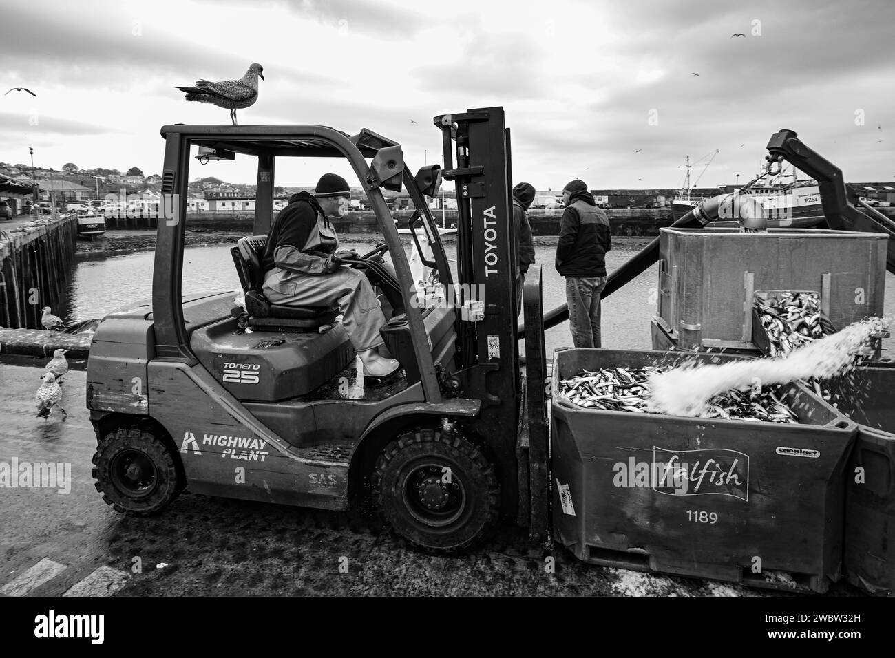 NEWLYN HARBOUR FISH MARKET BRINGING HOME THE CATCH LANDING SARDINES ...