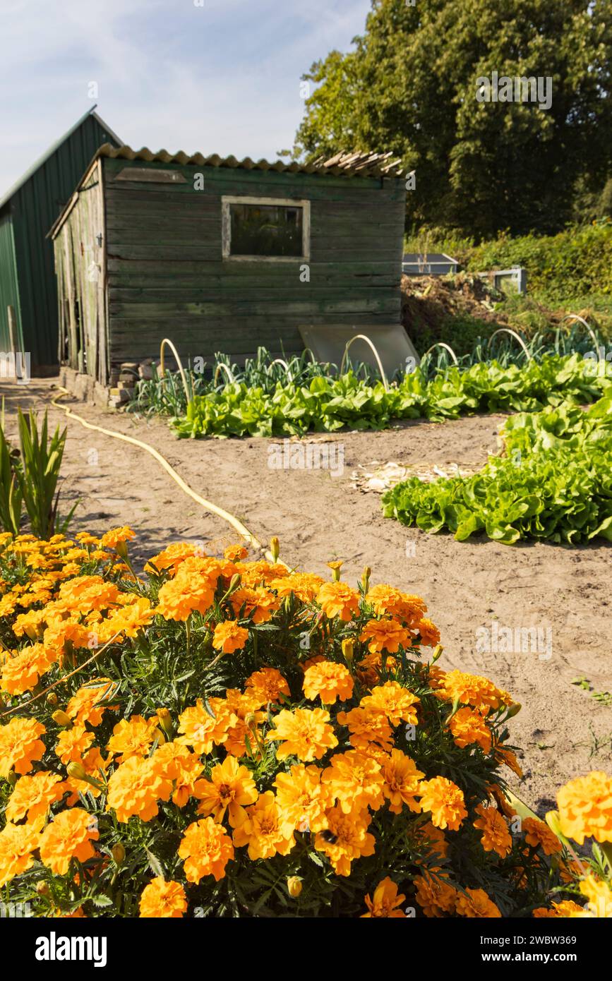 Landscape with urban social vegetable garden project in municipality ...