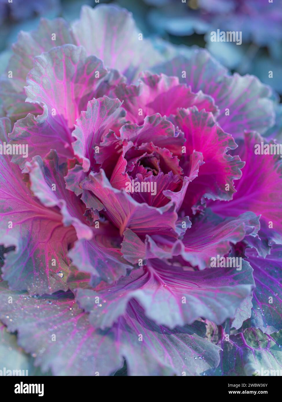 Ornamental cabbage winter hi-res stock photography and images - Alamy
