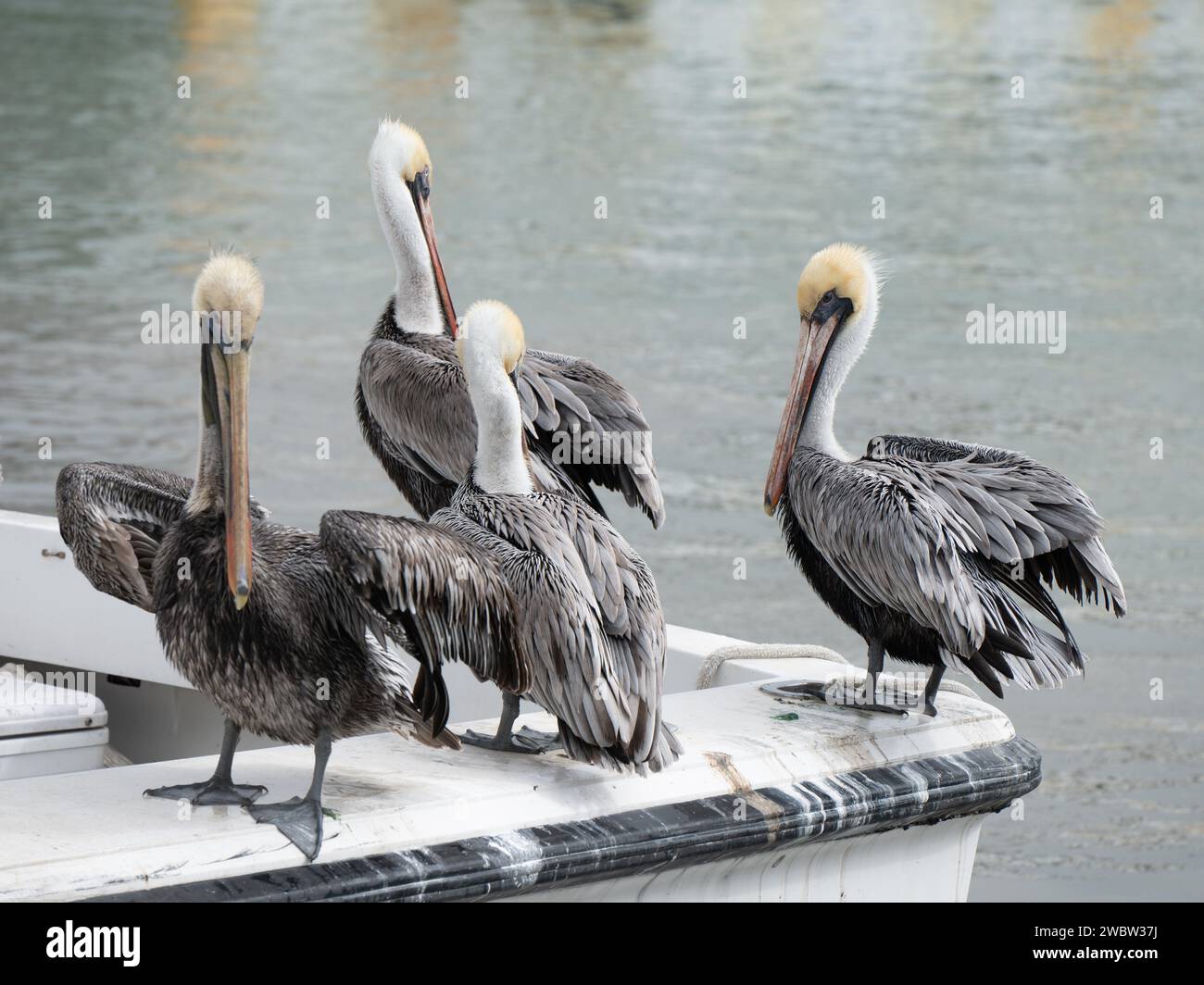 Four Eastern Brown Pelicans, pelecanus occidentalis, stand on a fishing ...