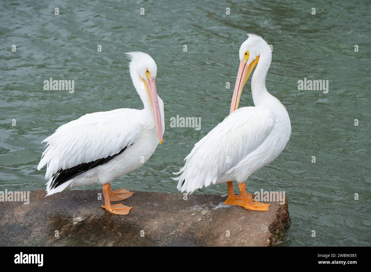 Two American White Pelicans, pelecanus erythrorhynchos, perched on a ...