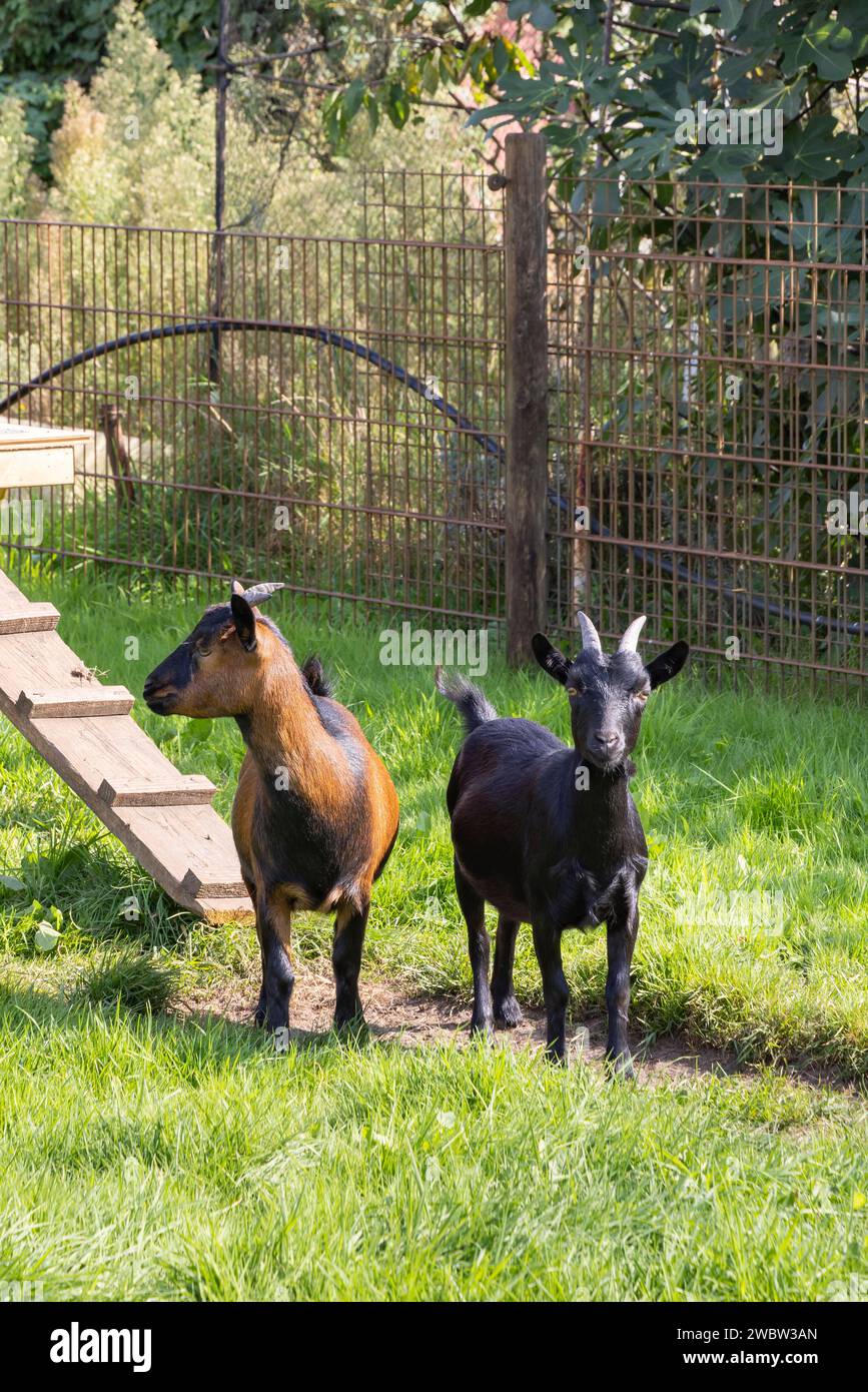 Two little goats outdoor in the sun Stock Photo - Alamy
