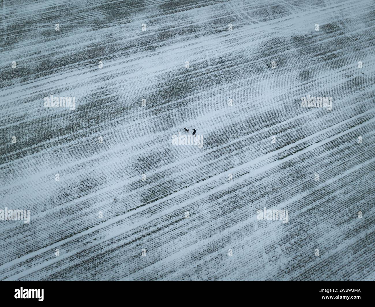 A man with a husky dog ??walks in a snowy field, photo from a drone in ...