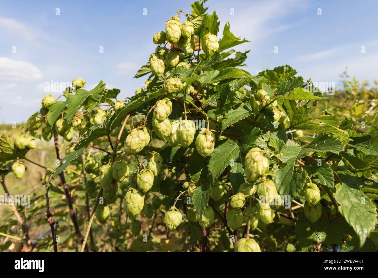 Agriculture hop landscape plant hi-res stock photography and images - Alamy