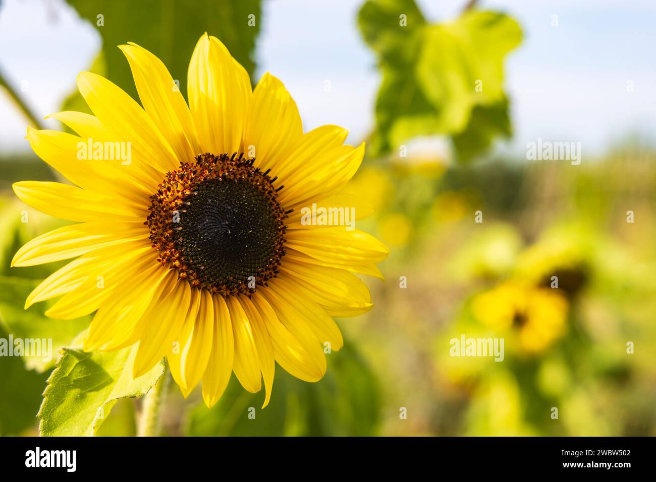 Background with beautiful blooming sunflowers in front of blue sky in ...