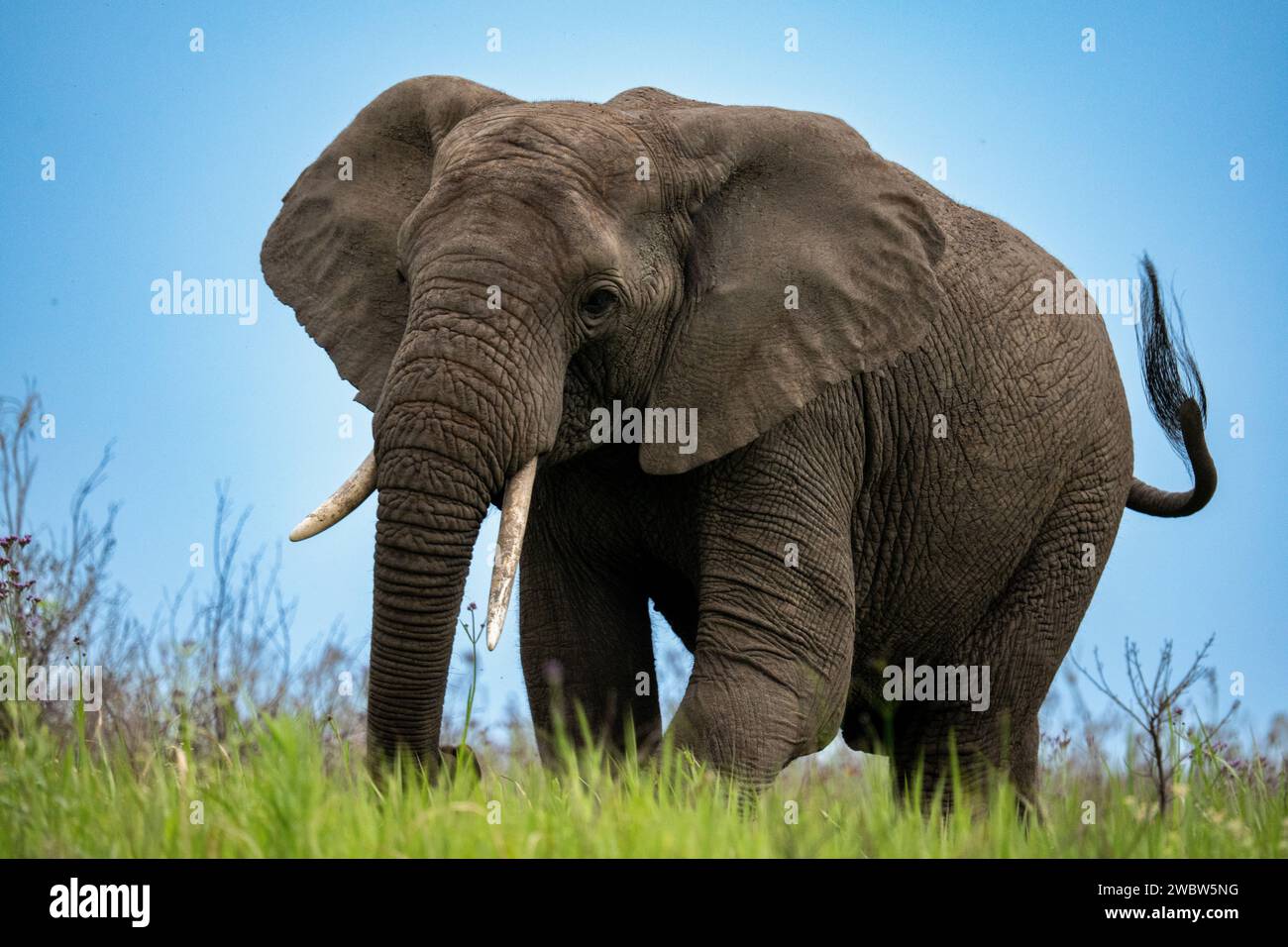 Large elephant stands hi-res stock photography and images - Alamy