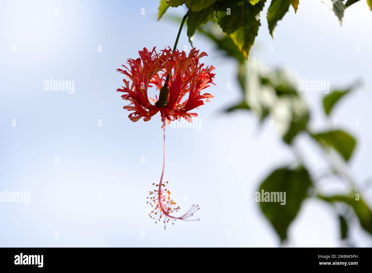 Close-up on a coral hibiscus (Hibiscus schizopetalus Stock Photo - Alamy