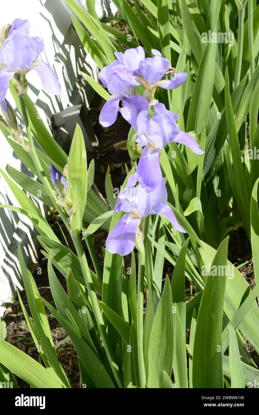 Multiple flower stalks hi-res stock photography and images - Alamy