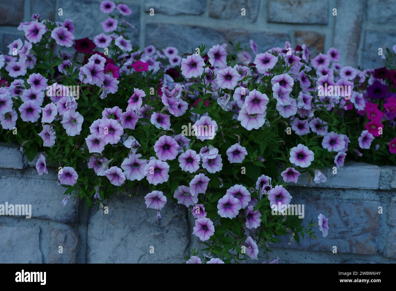 Flowers cascading over wall Stock Photo - Alamy